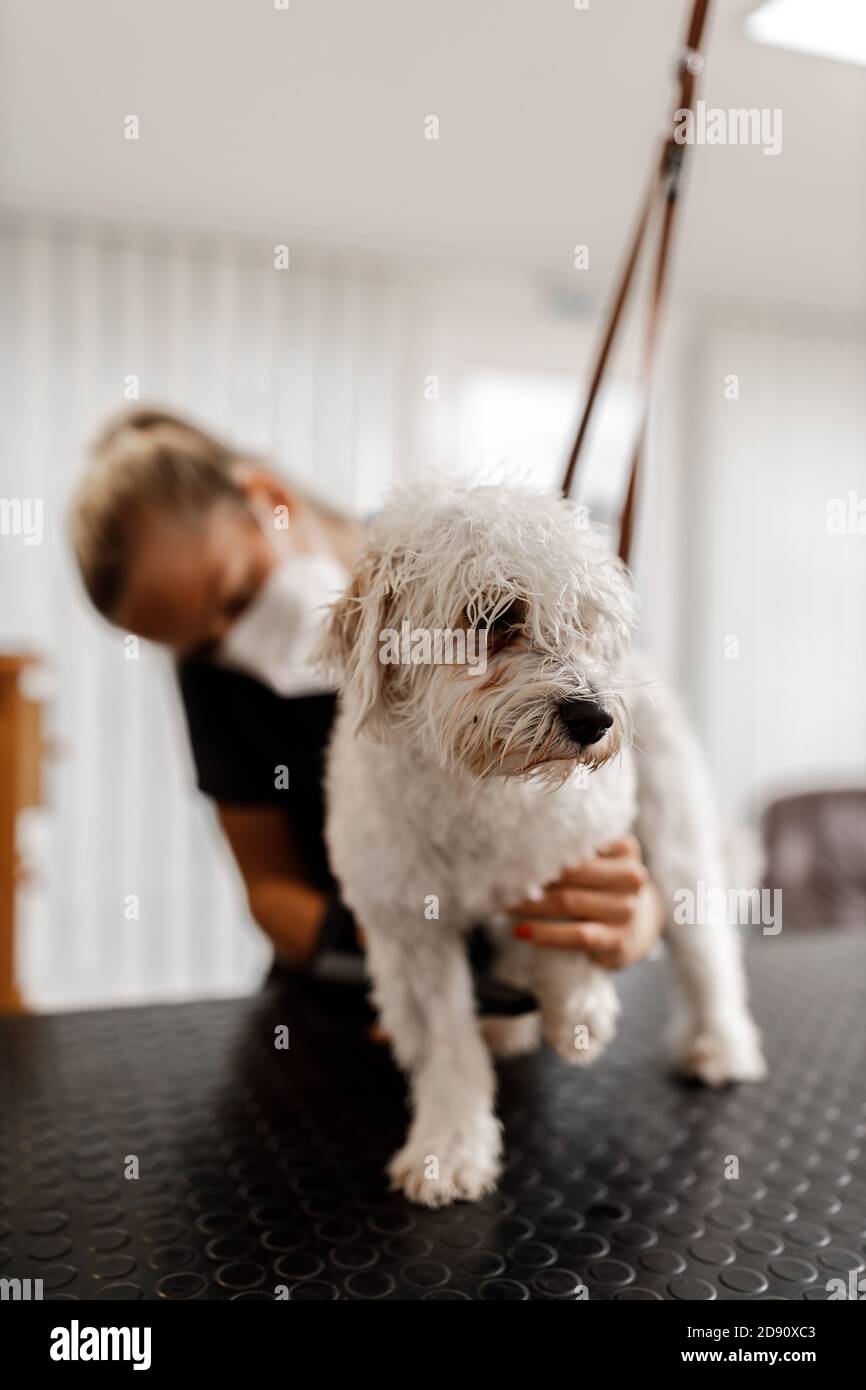 Dog showering and drying at the grooming saloon by pet beautician Stock ...