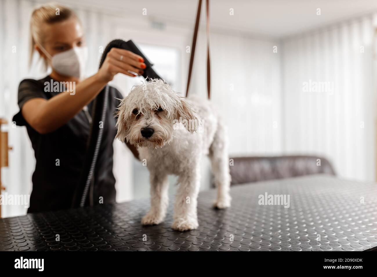 Dog showering and drying at the grooming saloon by pet beautician Stock ...