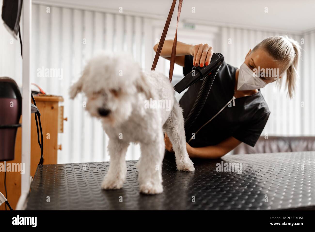 Dog showering drying grooming hi-res stock photography and images - Alamy