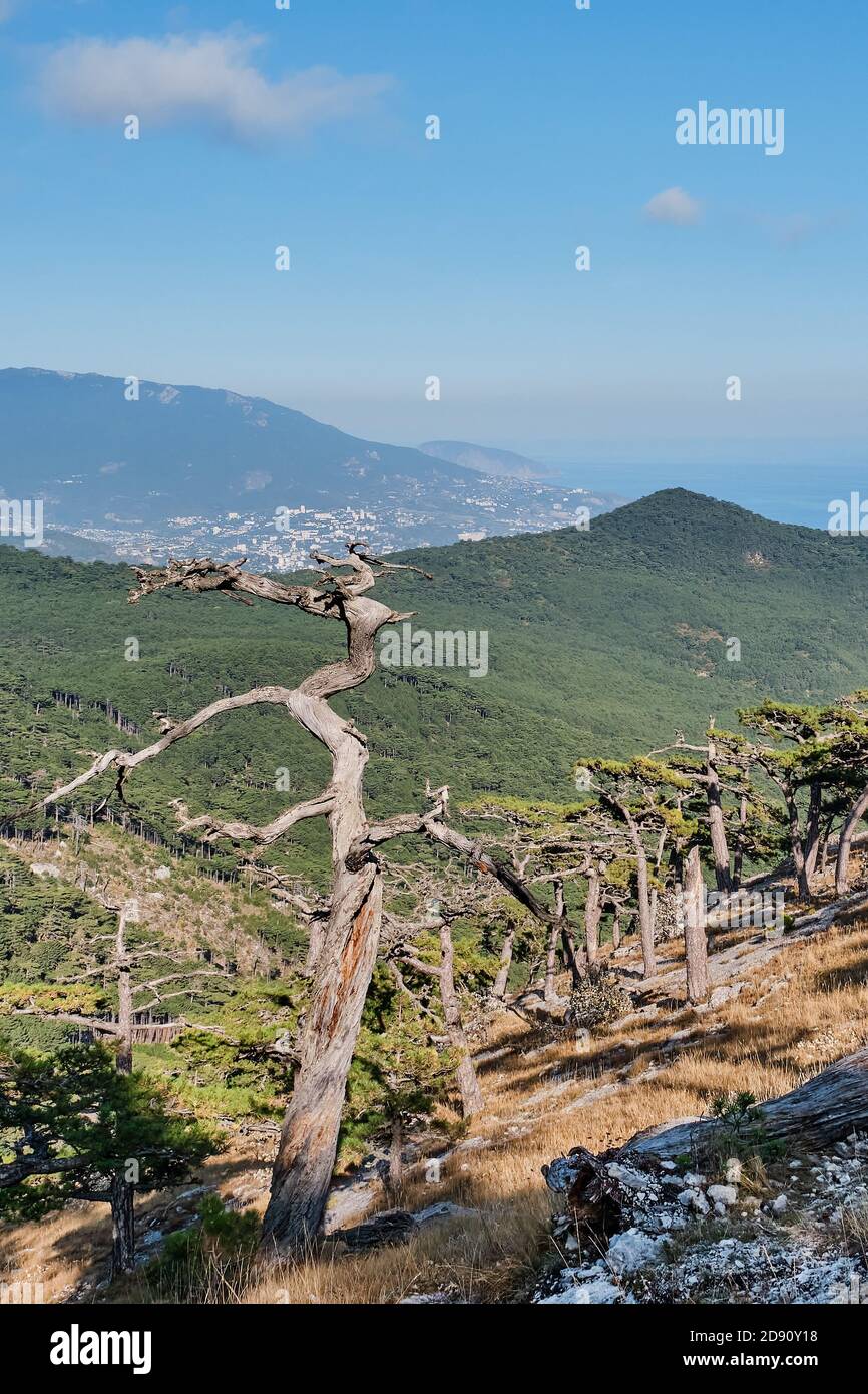 Crimean alpine landscape with bizarre mountain pine trees. Dry dead ...
