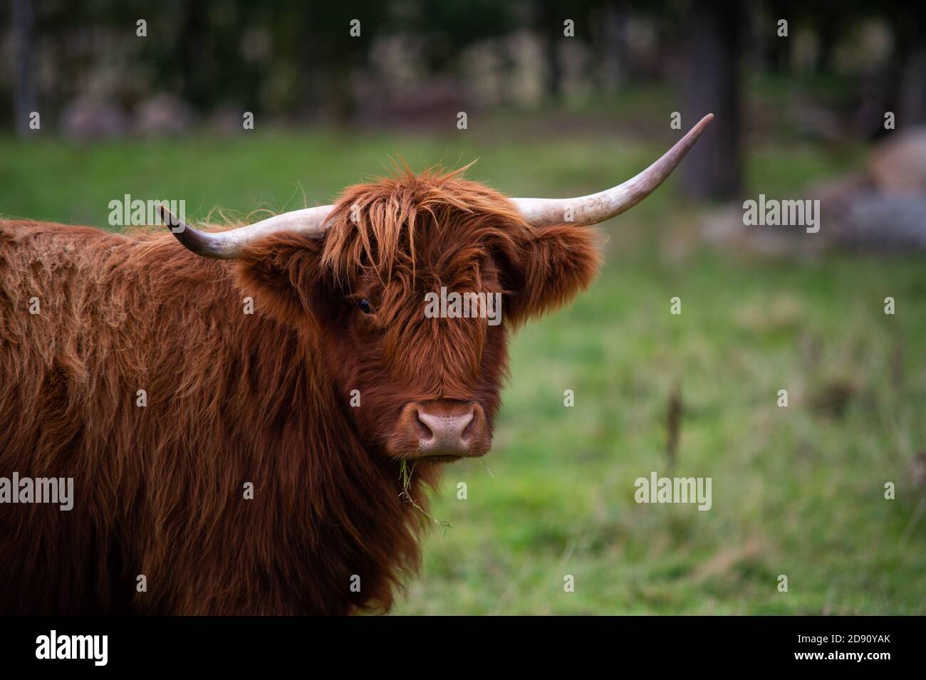 highlander cow on a field. cute and big with big horns and long hair ...