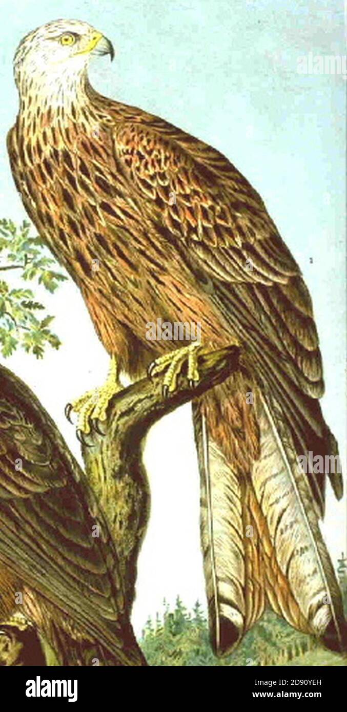 Kania ruda hi-res stock photography and images - Alamy