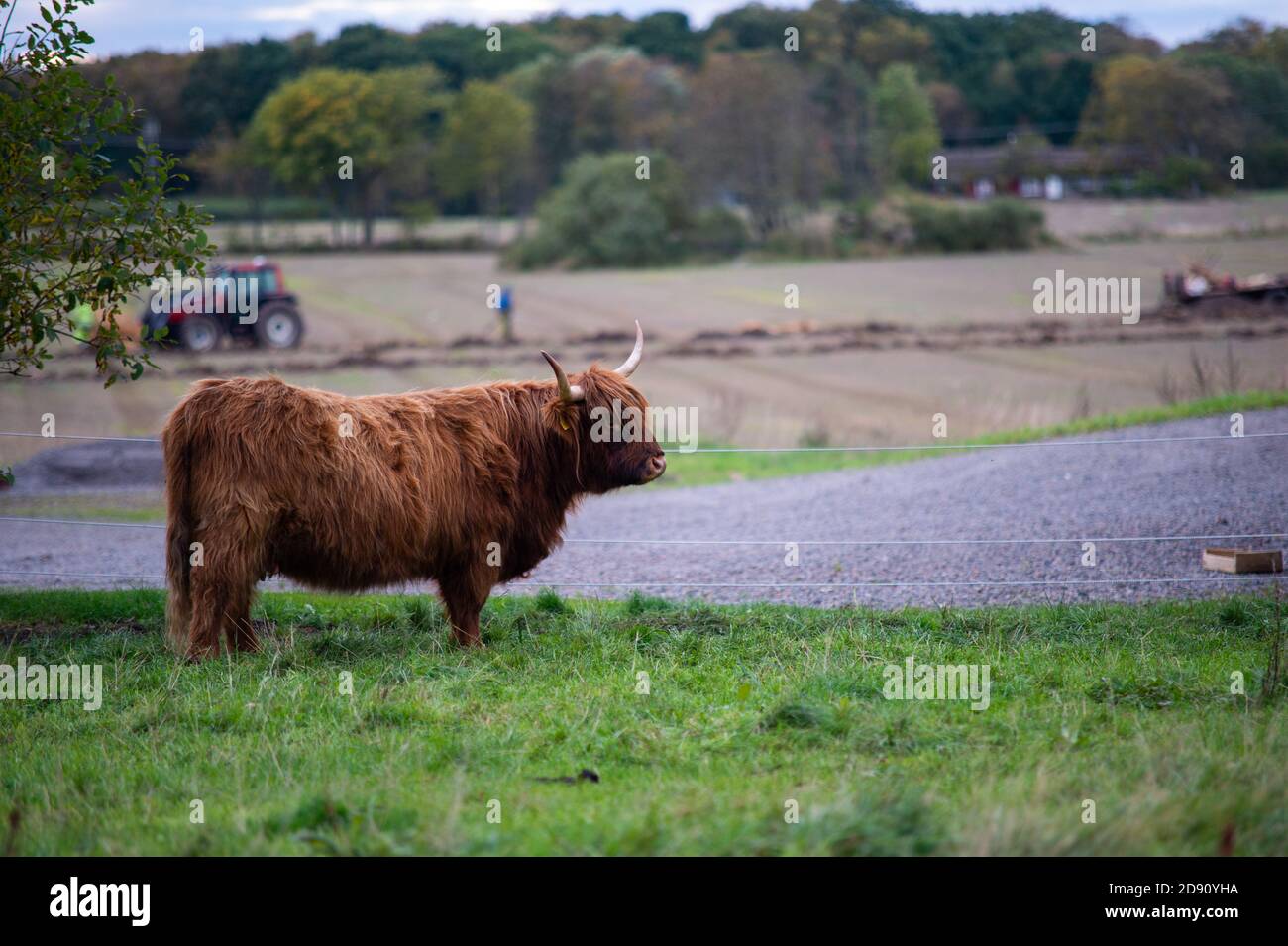 highlander cow on a field. cute and big with big horns and long hair ...