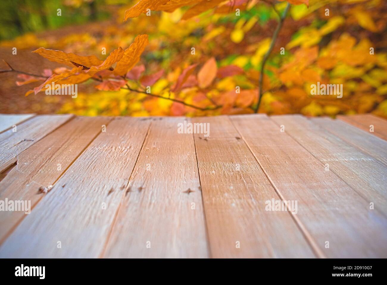 Selective focus shot of wooden planks and colorful autumn leaves Stock ...