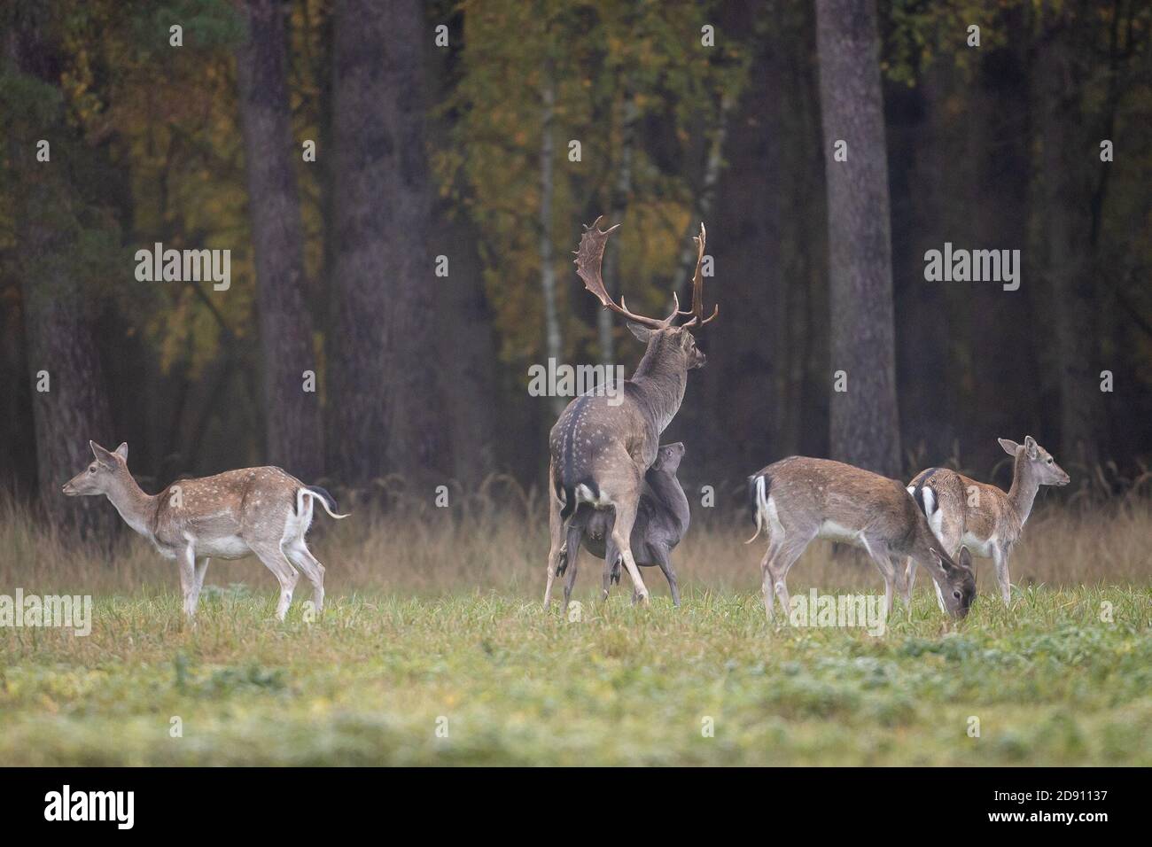 Falkenhagen, Germany. 27th Oct, 2020. A capital fallow deer with bald ...