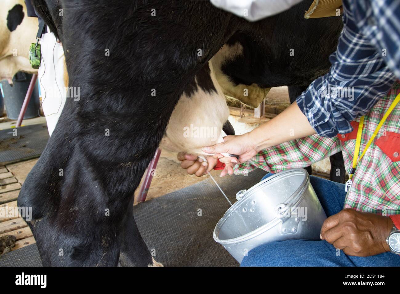 man hand milking a cow by hand, cow standing in the corral, dairy farm ...