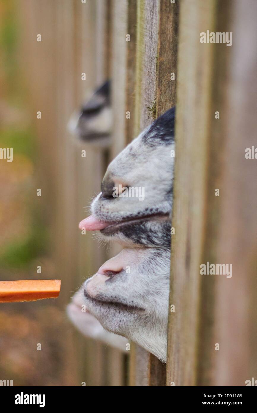 Hungry goats at the zoo in autumn Stock Photo - Alamy