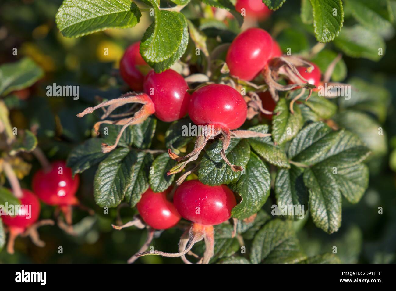 branch of rose hip with green leaves and red fruits Stock Photo - Alamy