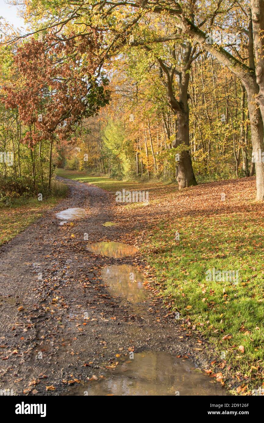 Vertical view of rambling country path in UK woodland (with muddy ...