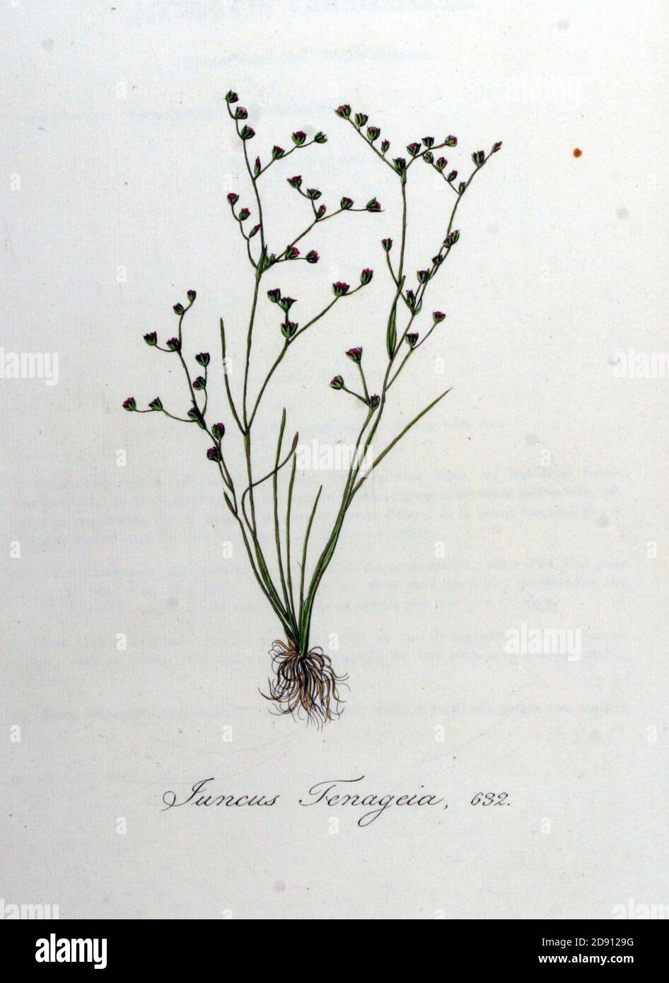 Juncus tenageia — Flora Batava — Volume v8 Stock Photo - Alamy