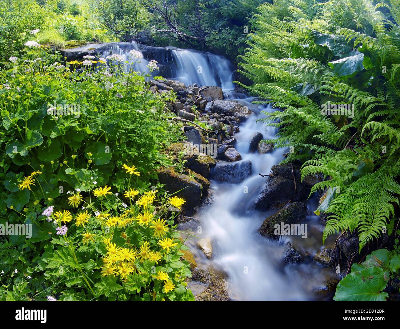 Yellow flowers water stream hi-res stock photography and images - Alamy