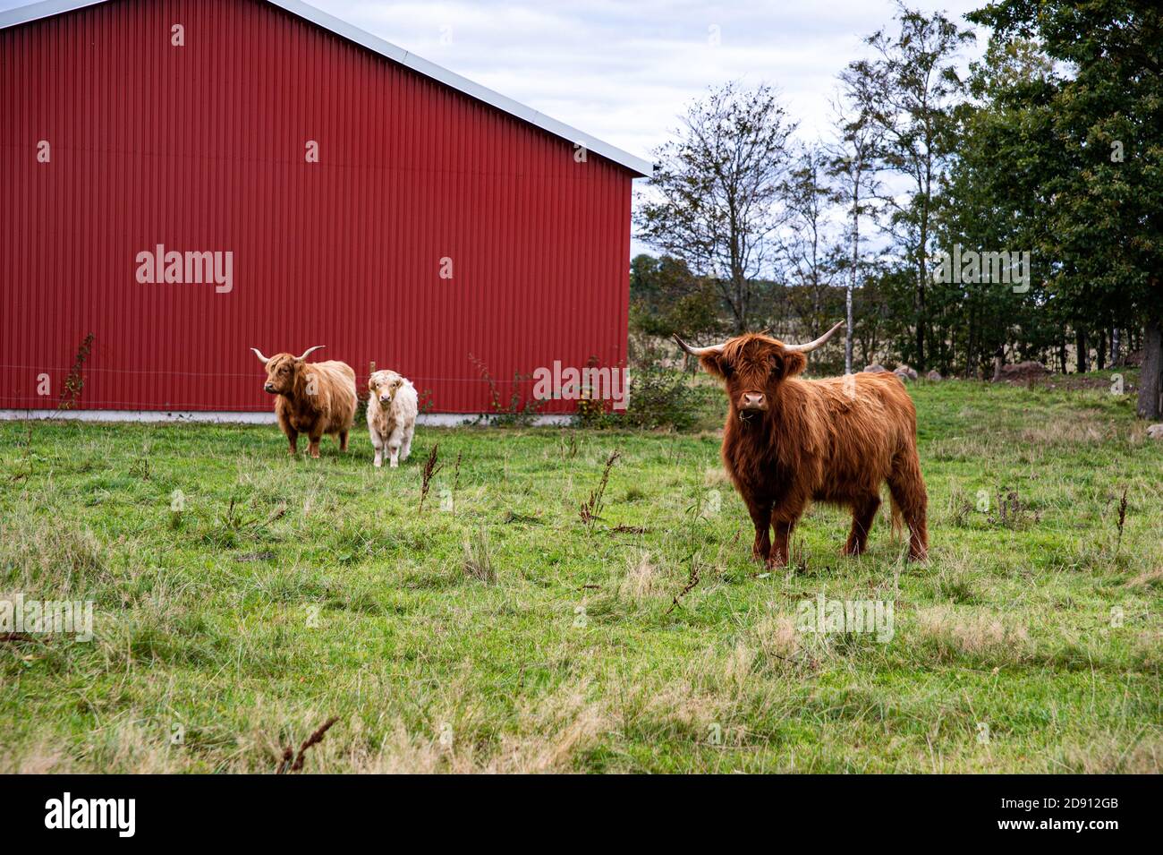highlander cow on a field. cute and big with big horns and long hair ...