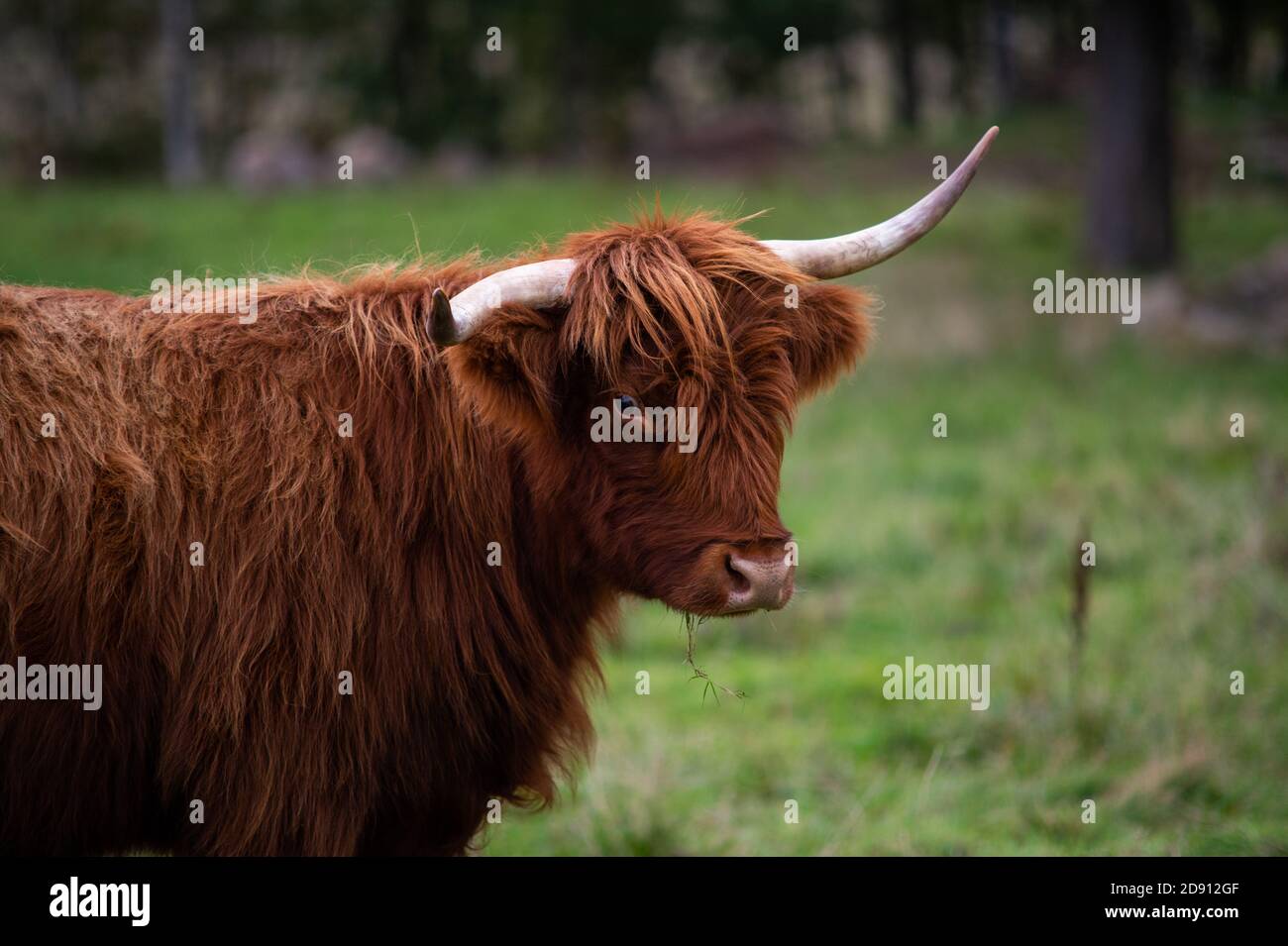 highlander cow on a field. cute and big with big horns and long hair ...