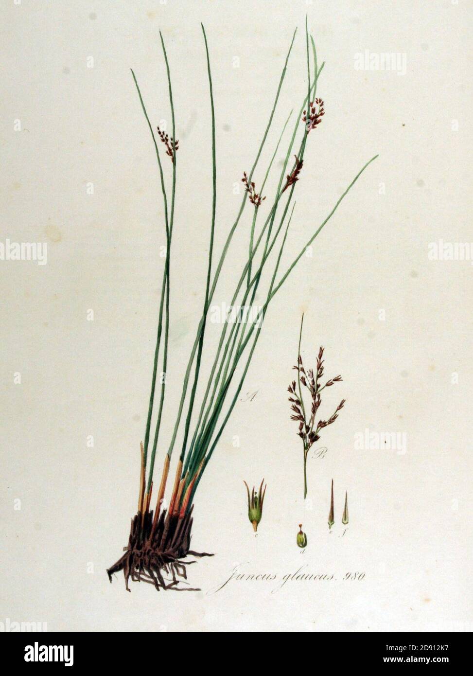 Juncus glaucus — Flora Batava — Volume v13 Stock Photo - Alamy