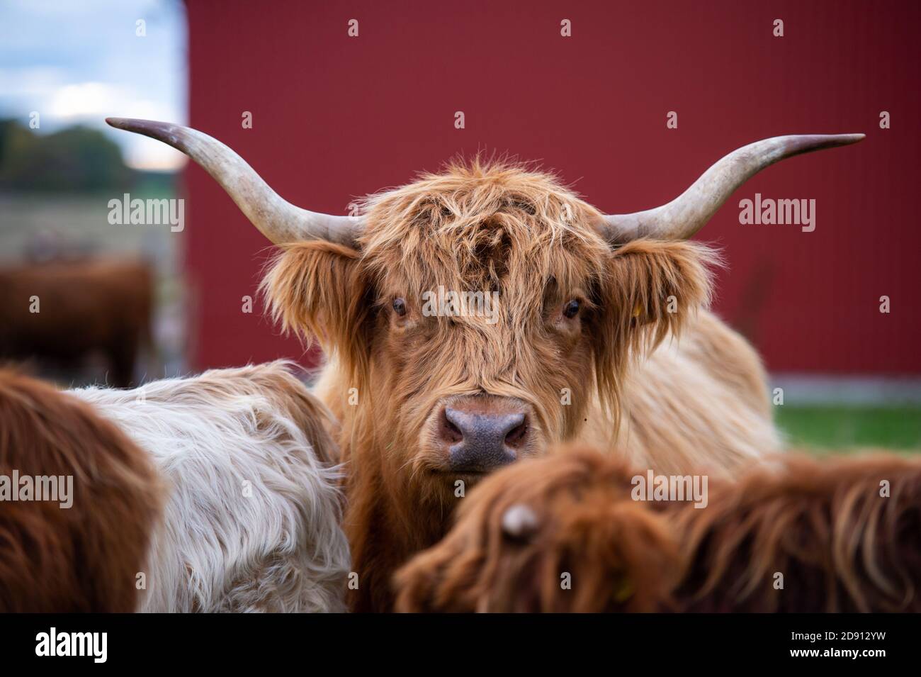highlander cow on a field. cute and big with big horns and long hair ...