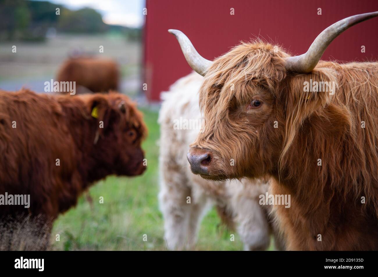 highlander cow on a field. cute and big with big horns and long hair ...