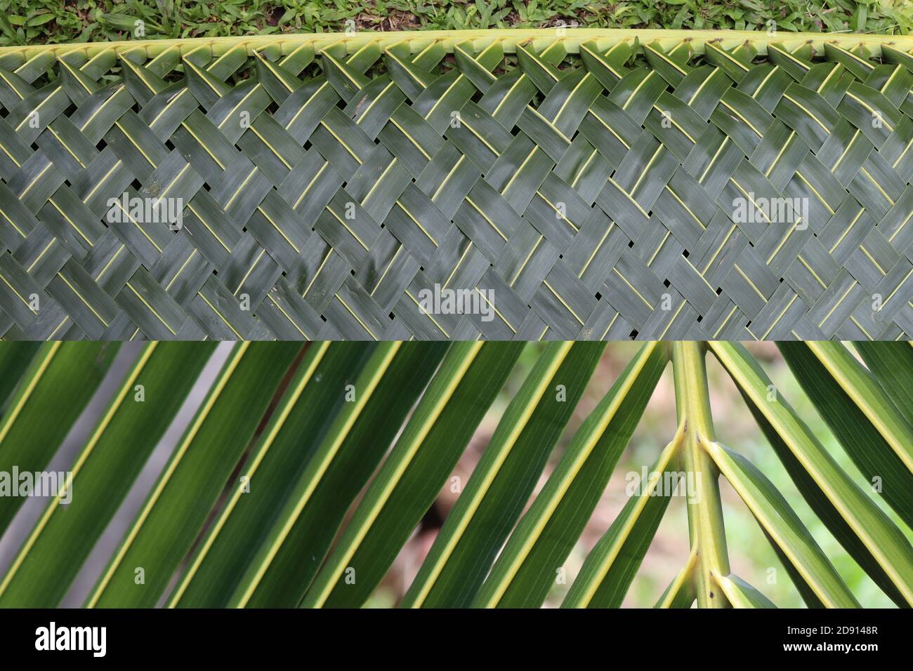 Traditional creation from coconut branches. Gently knitted coconut ...