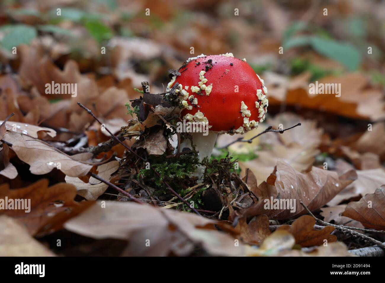 Closeup shot of amanita muscaria mushroom in forest Stock Photo - Alamy