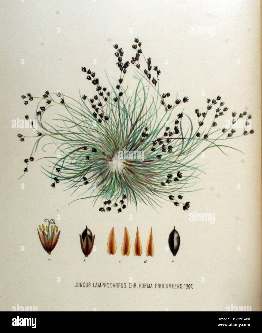 Lamprocarpus hi-res stock photography and images - Alamy