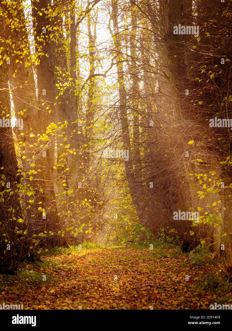 Golden light shining through autumnal trees with path through woodland ...