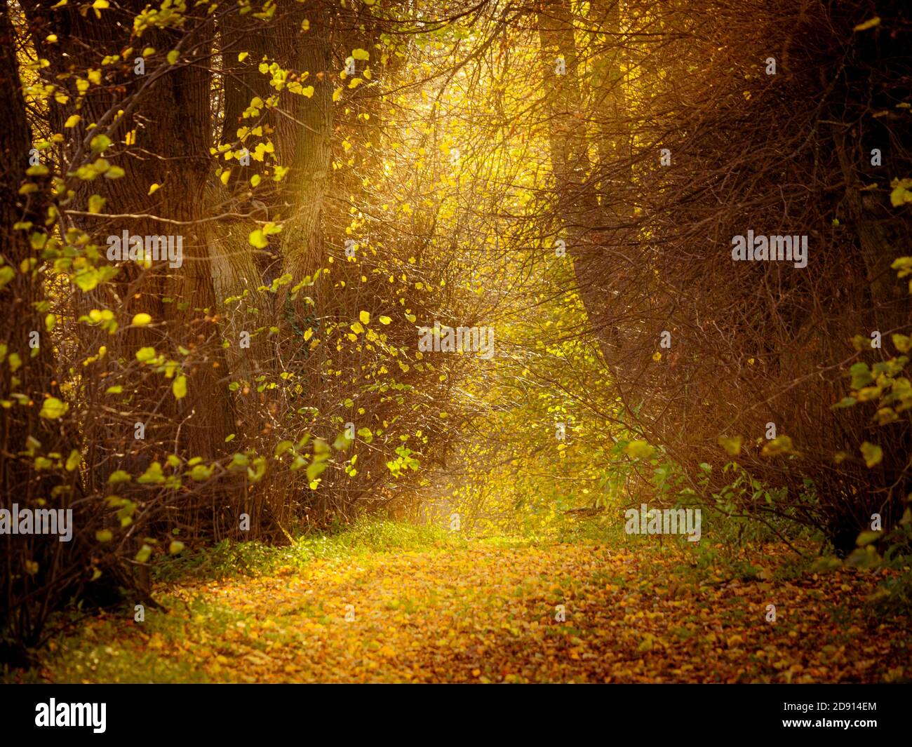 Golden light shining through autumnal trees with path through woodland ...
