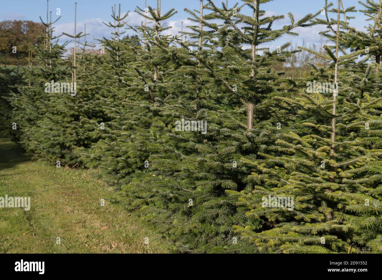 Plantation fir trees hi-res stock photography and images - Alamy