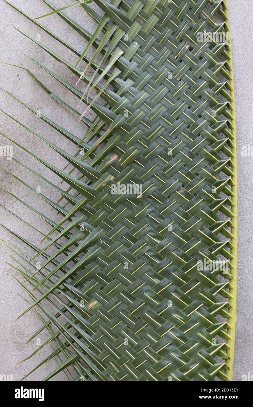 Traditional creation from coconut branches. Gently knitted coconut ...