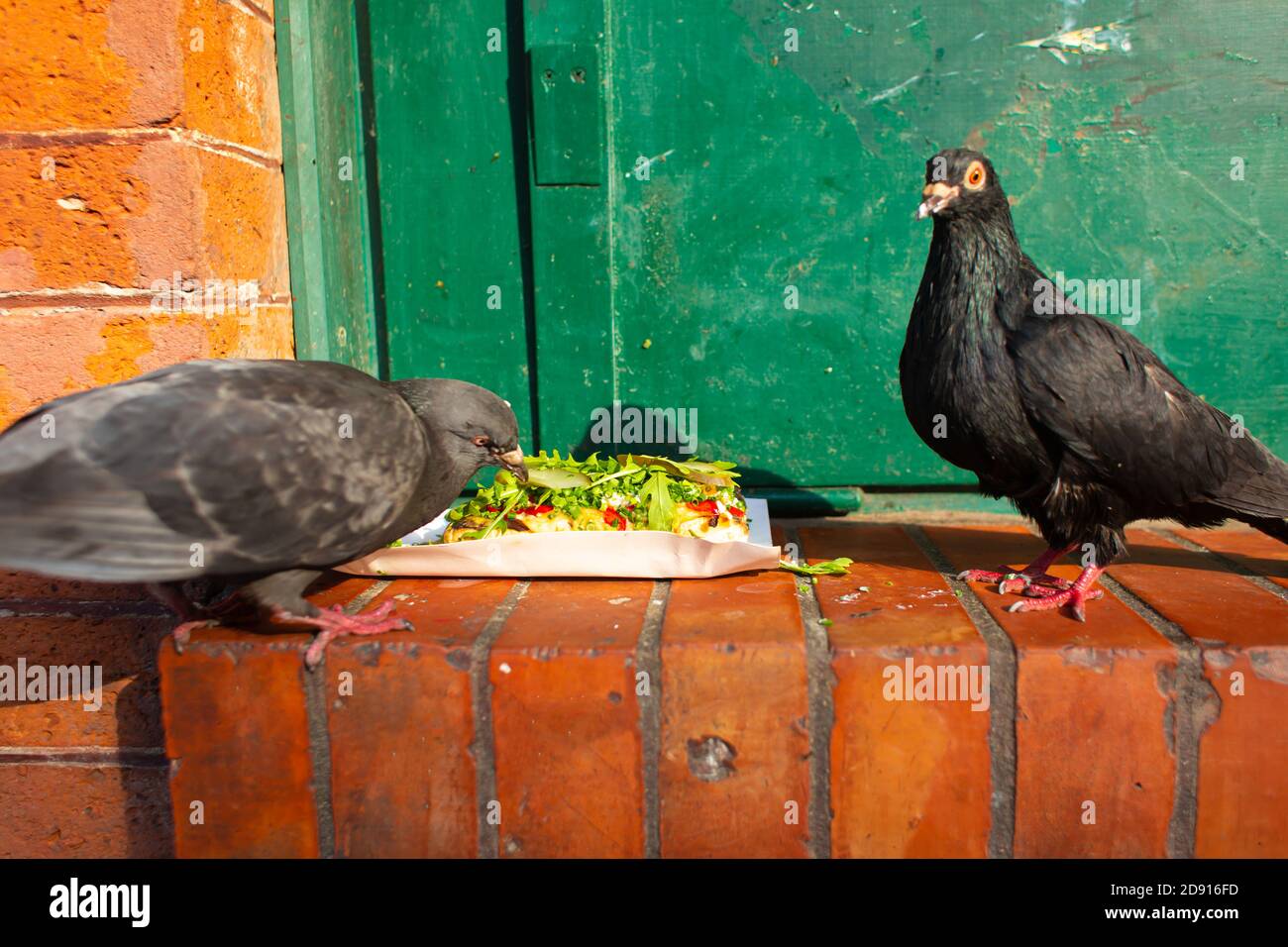 Pigeons fast food hi-res stock photography and images - Alamy