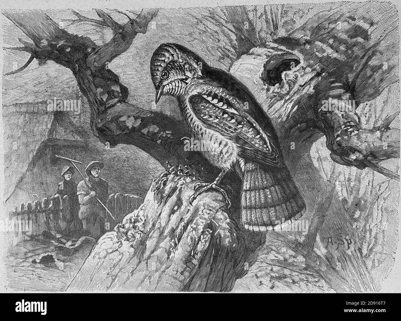 Jynx torquilla par August Specht Stock Photo - Alamy