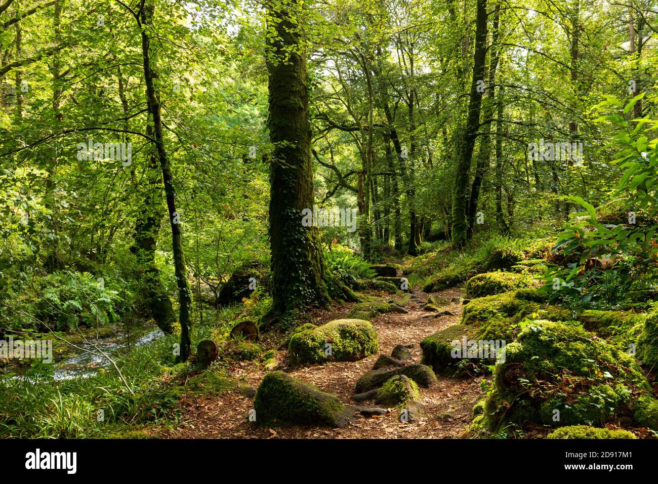 Temperate lush forest along the river, Sainte Barbe, Morbihan, Brittany ...