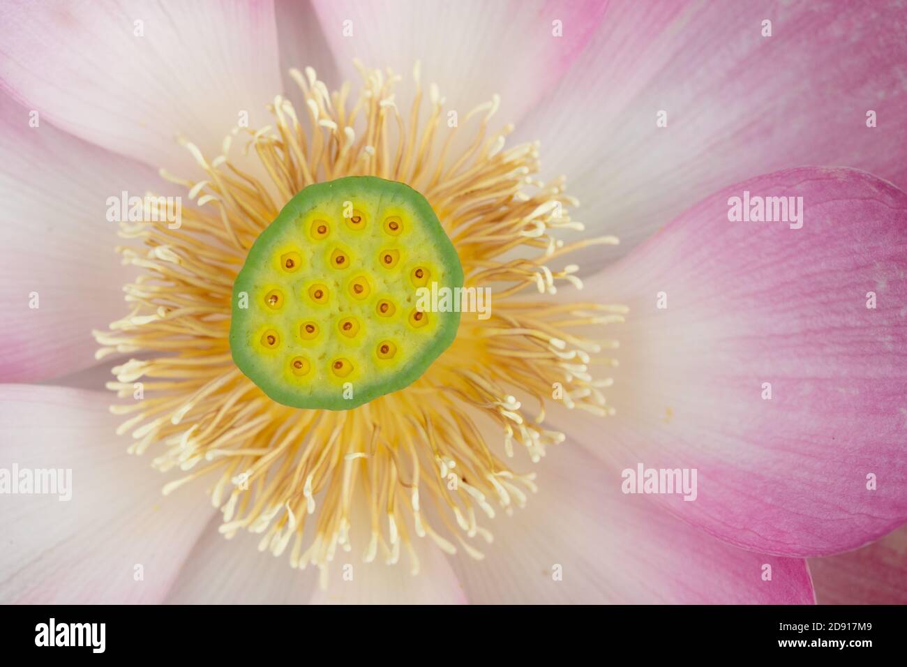 Sacred lotus flower head closeup Stock Photo - Alamy