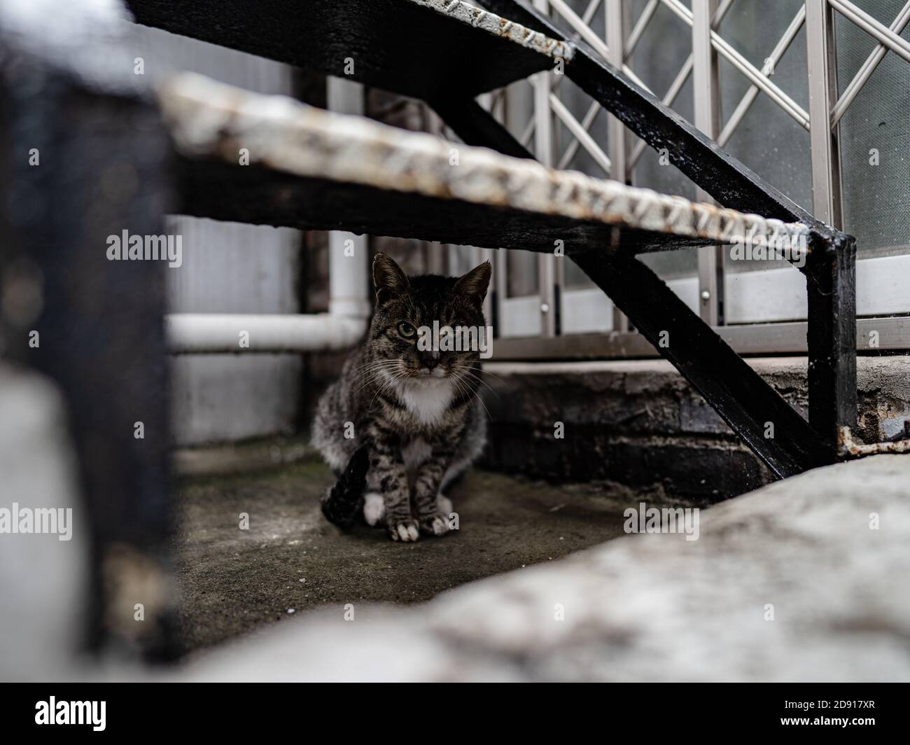 Rain animal not bird hi-res stock photography and images - Alamy