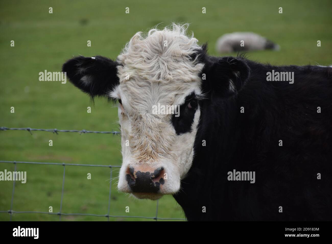 Very sweet up close look into the face of a cow Stock Photo - Alamy