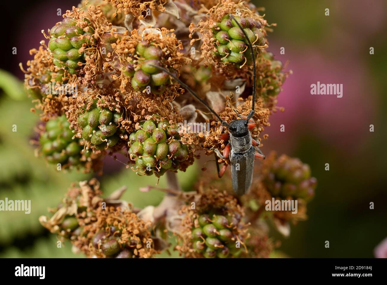 Beetle Foot High Resolution Stock Photography and Images - Alamy
