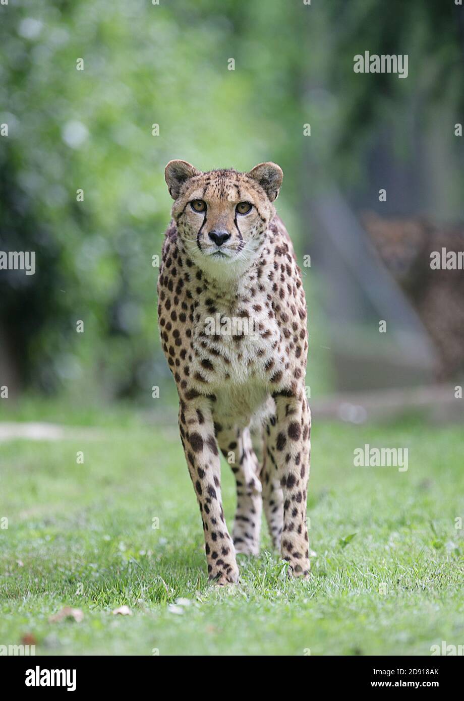 Cheetah pose hi-res stock photography and images - Alamy