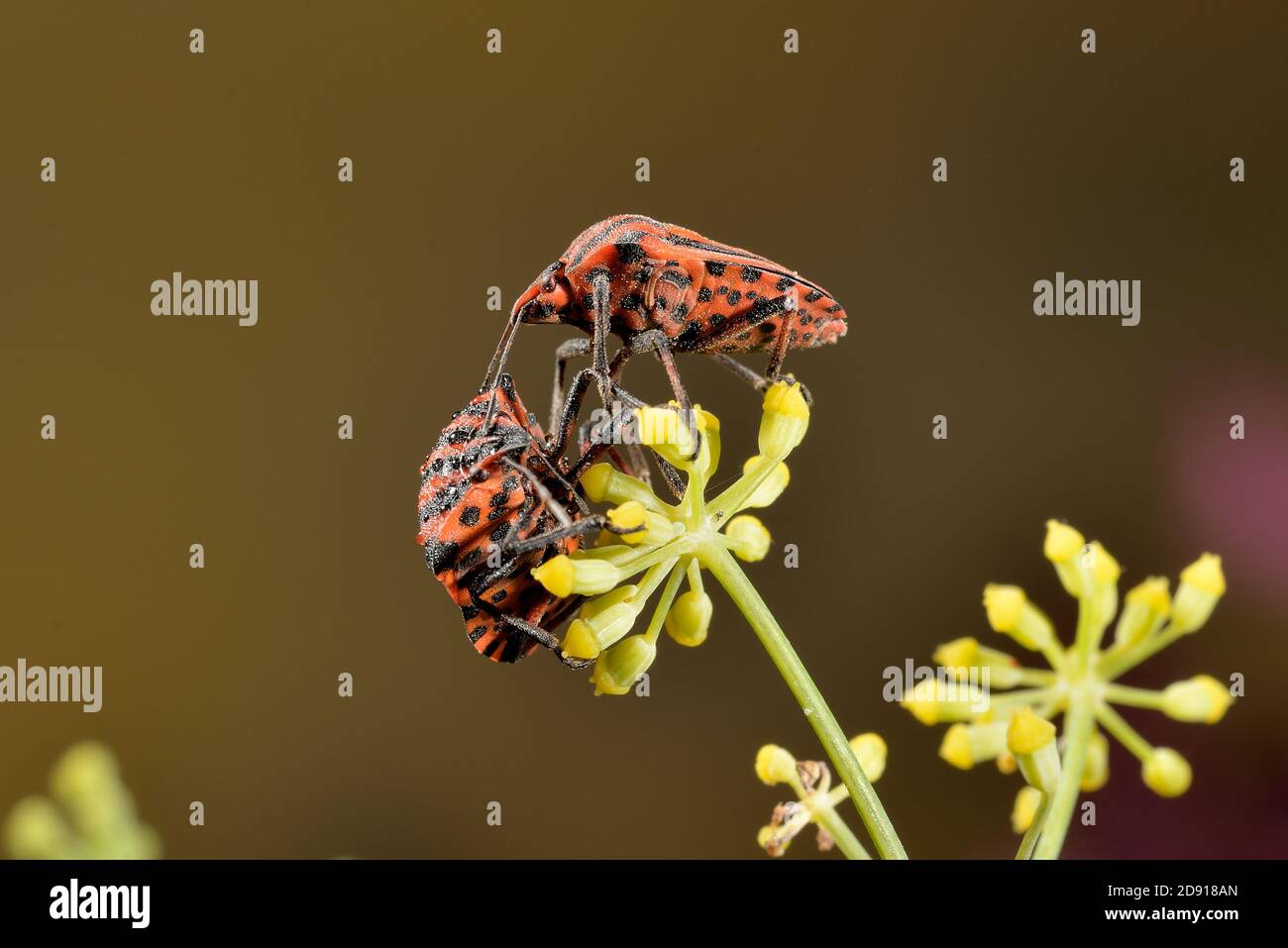 Feeler High Resolution Stock Photography and Images - Alamy