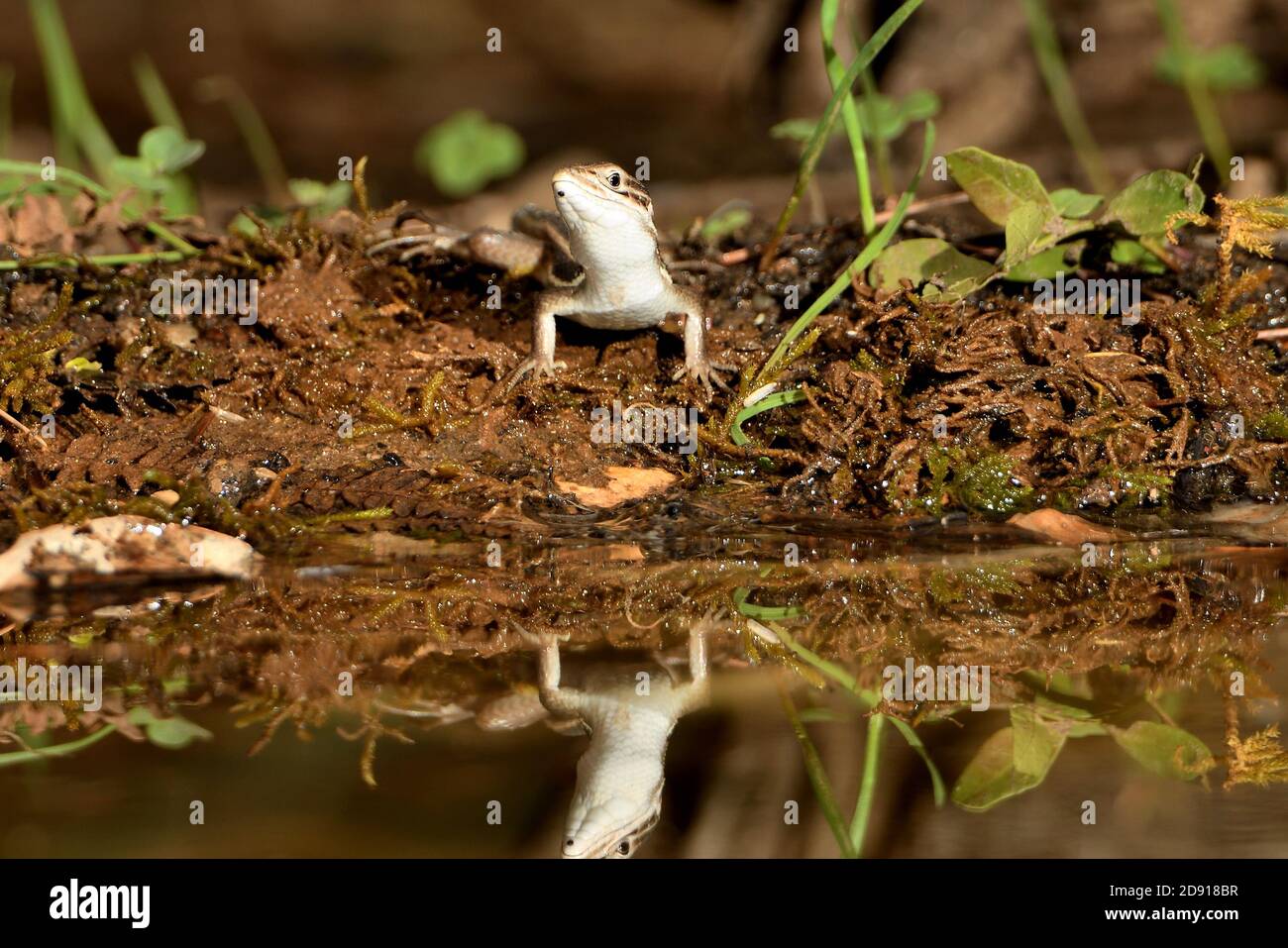 Lizard Drinking High Resolution Stock Photography and Images - Alamy