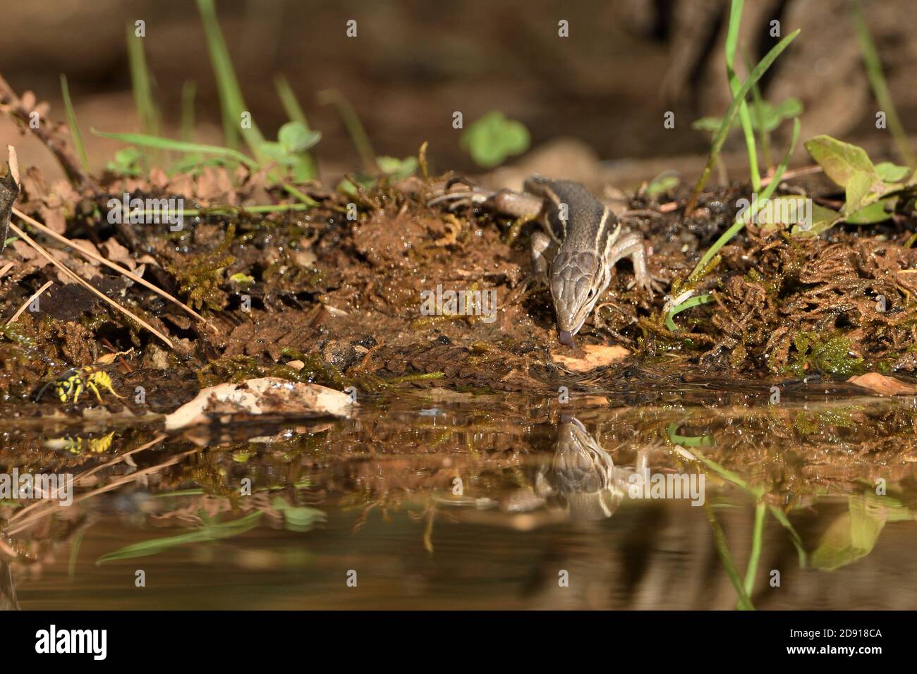 Saurian High Resolution Stock Photography and Images - Alamy