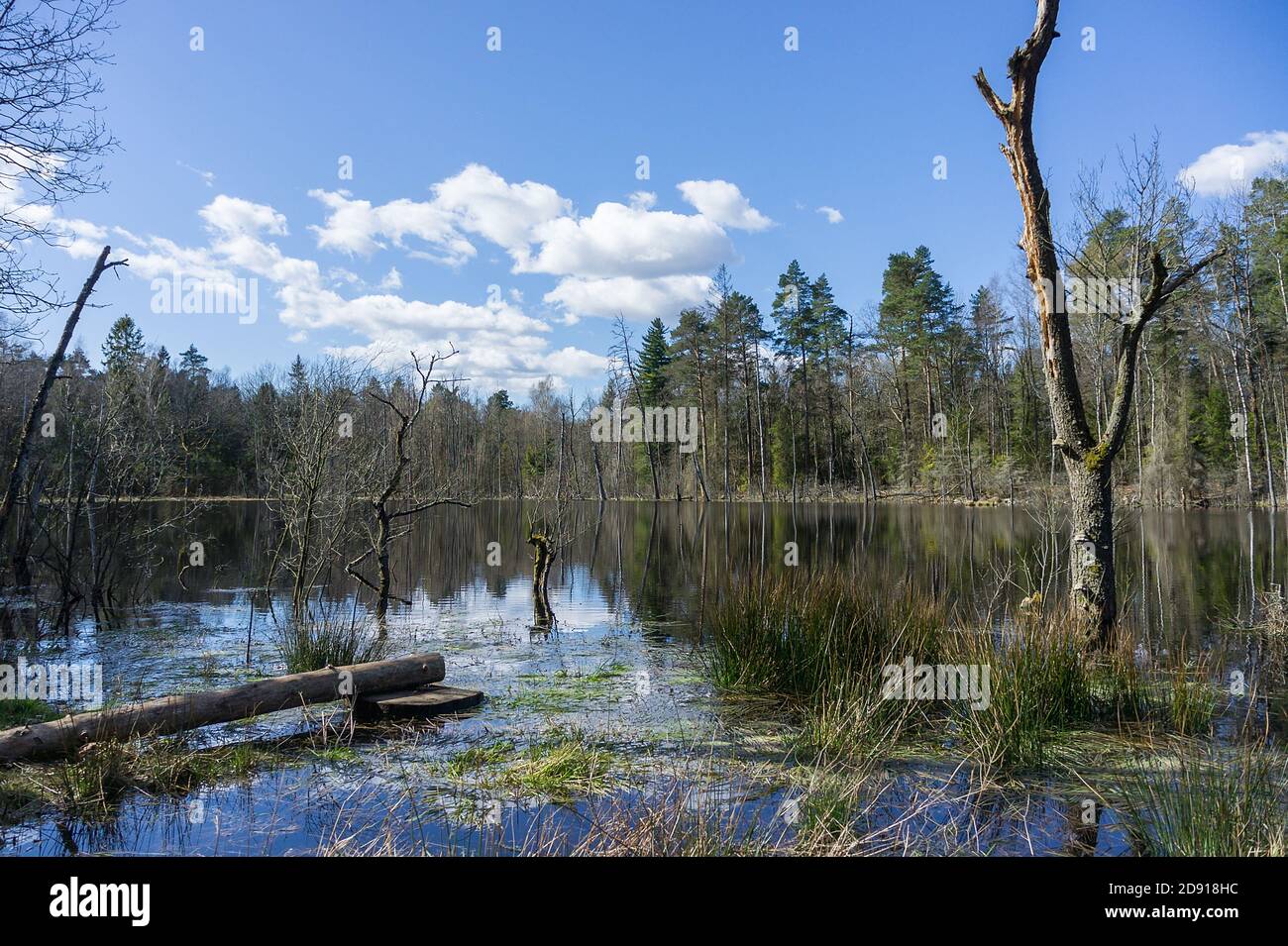 forest lake among trees, landscape natural reservoir Stock Photo - Alamy