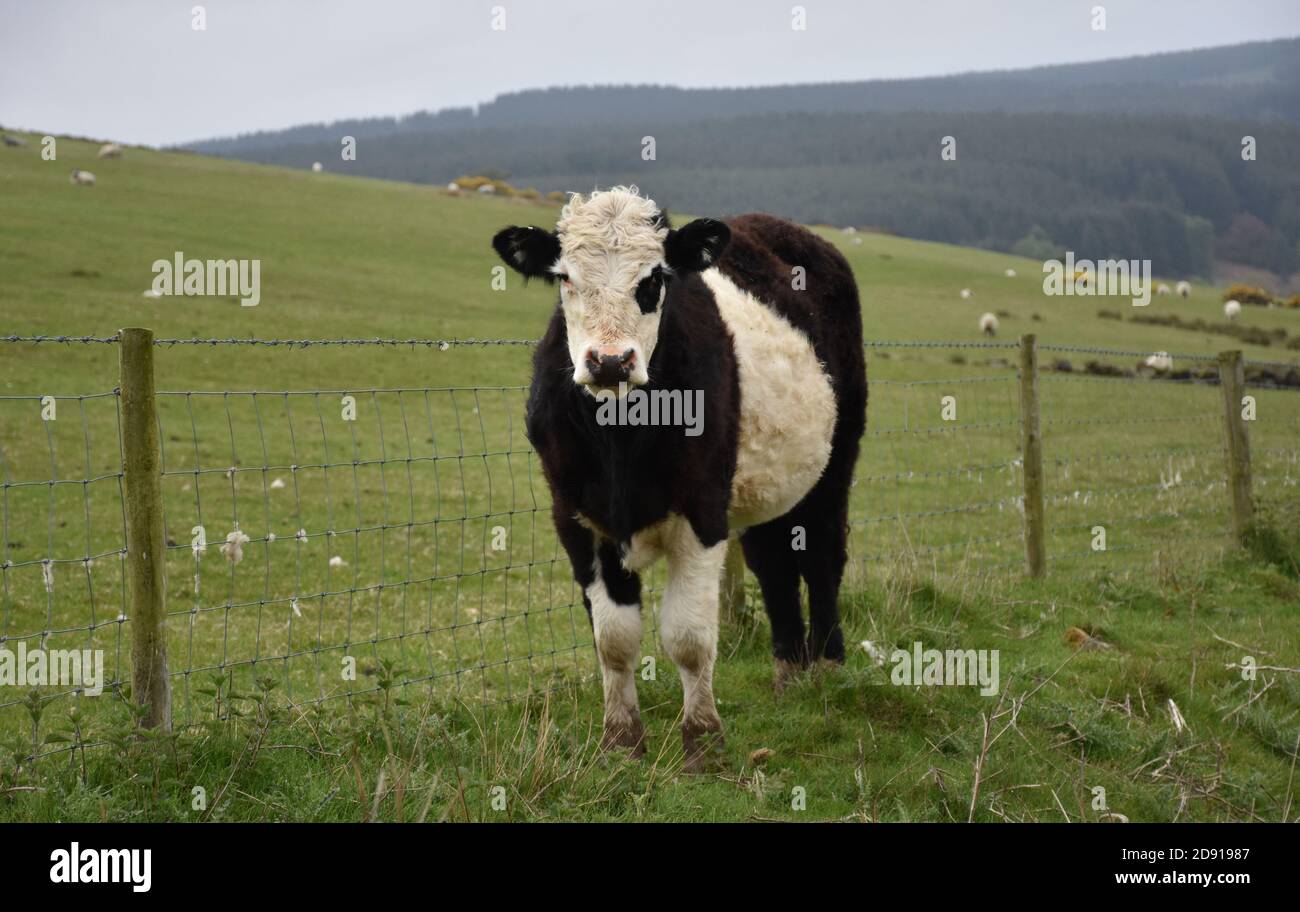 Pasture with a young belted galloway calf standing Stock Photo - Alamy