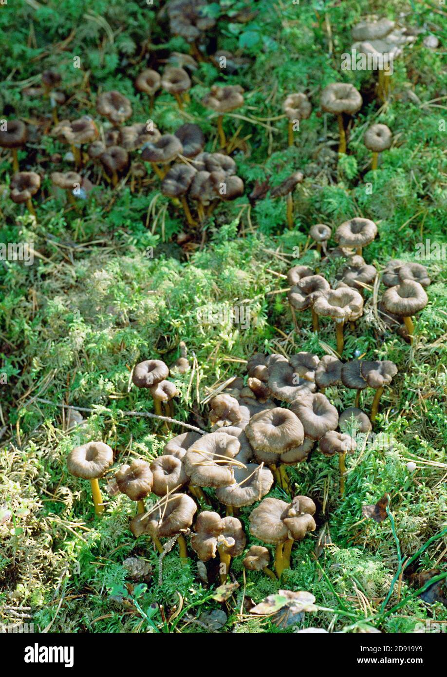 Funnel chanterelle (Craterellus tubaeformis) yellow foot in a forest ...