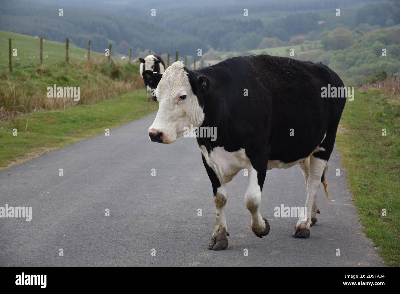 Large cow moving to a new pasture on the roadway Stock Photo - Alamy