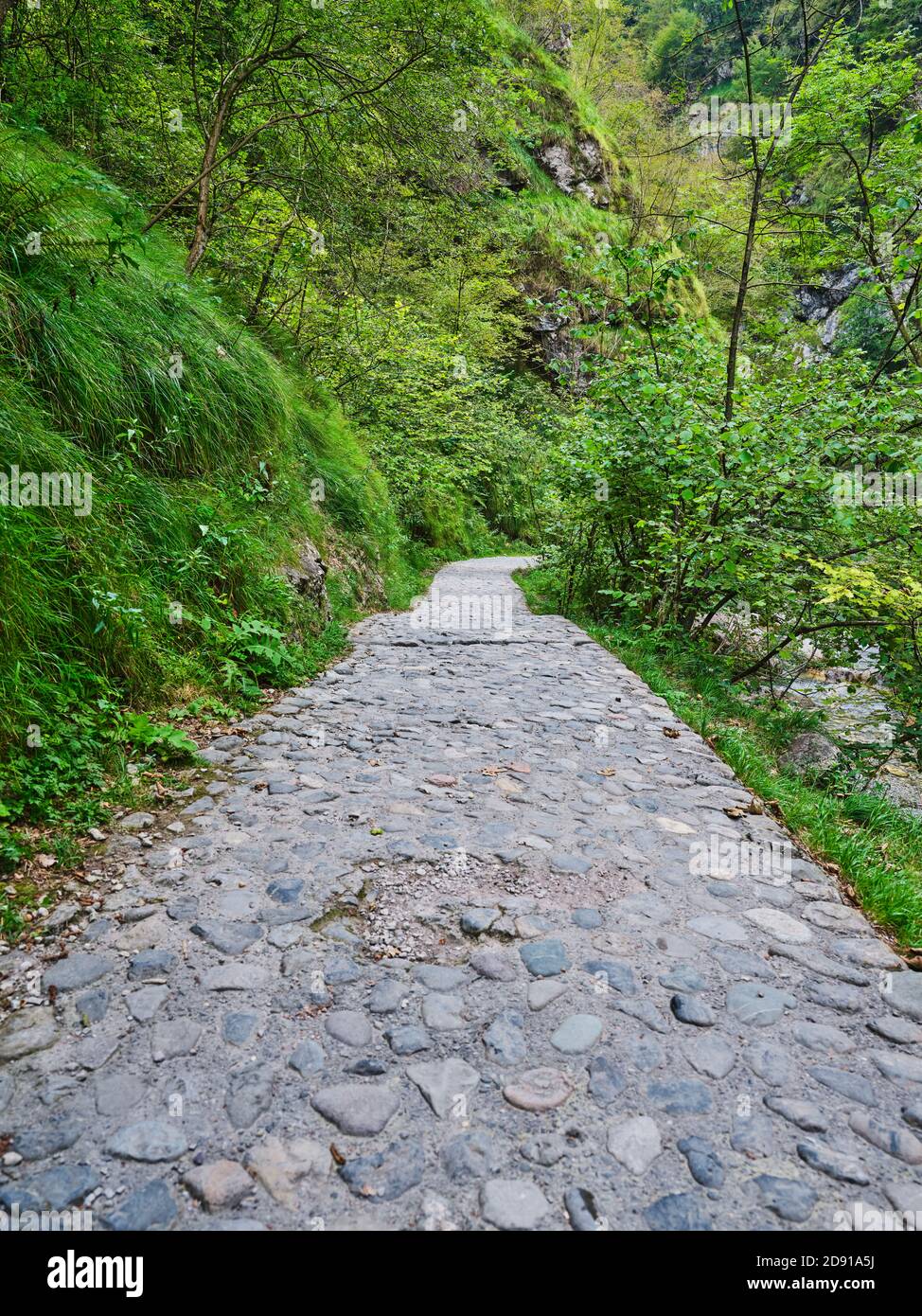 stony road in the woods Stock Photo - Alamy