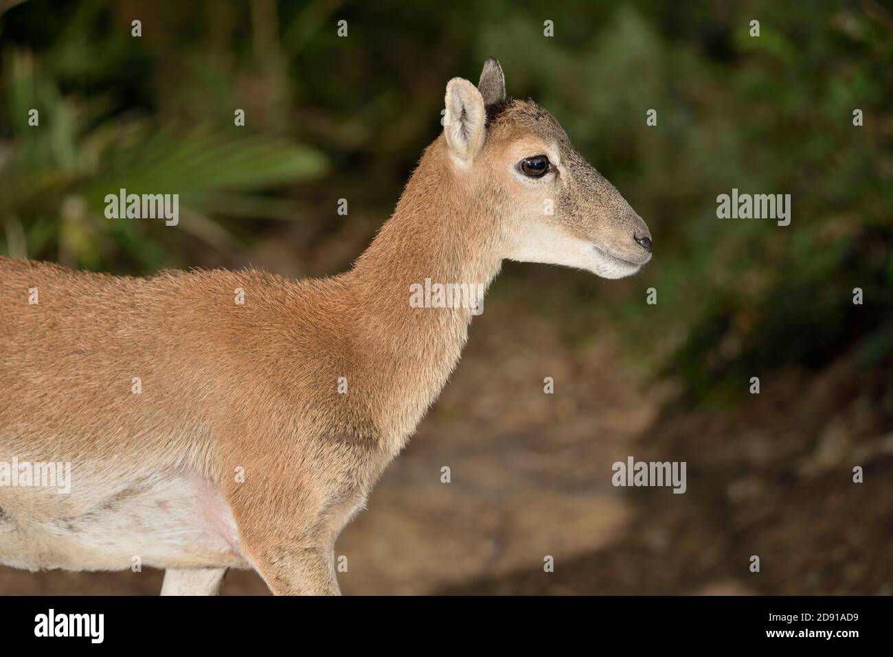 Female Mouflon High Resolution Stock Photography and Images - Alamy