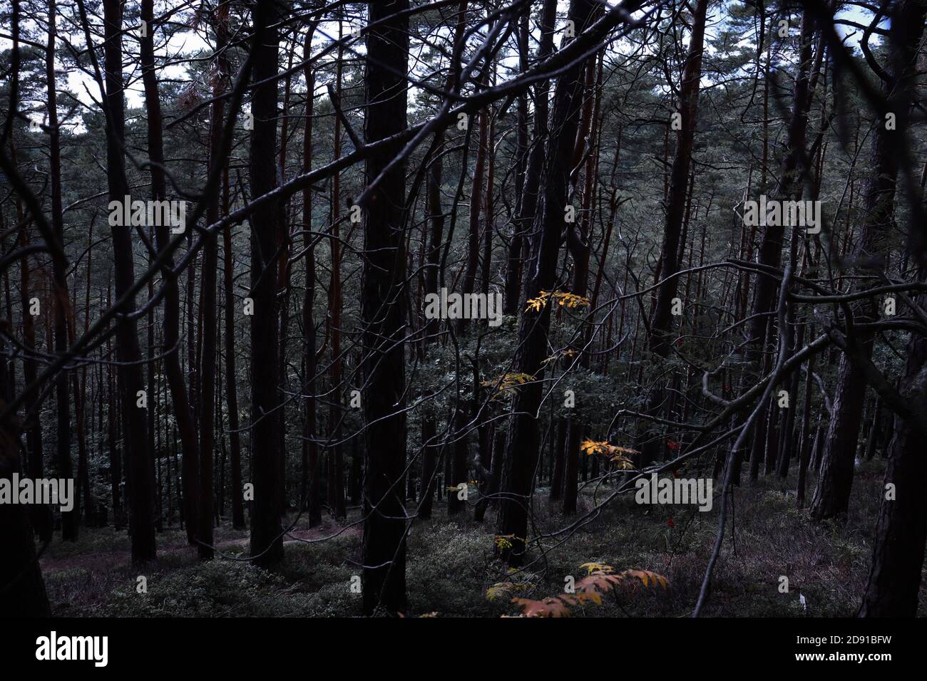 Horror movie forest hi-res stock photography and images - Alamy