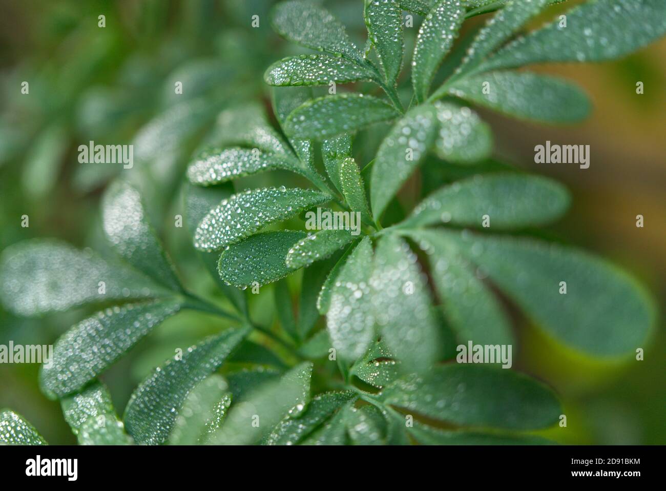 Ruta graveolens. Common rue Ruta graveolens macro shot of the herbal ...