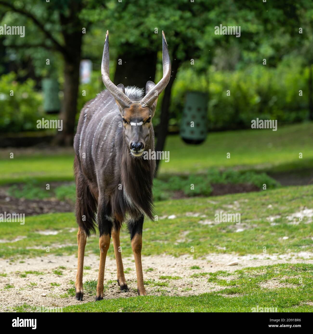The nyala, Tragelaphus angasii is a spiral-horned antelope native to ...