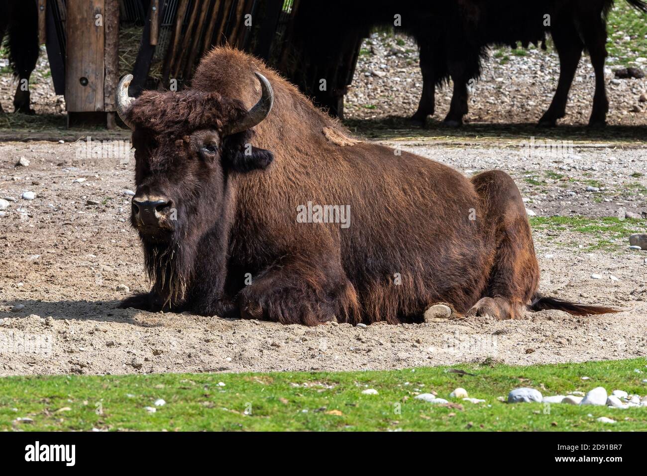 The American bison or simply bison, also commonly known as the American ...