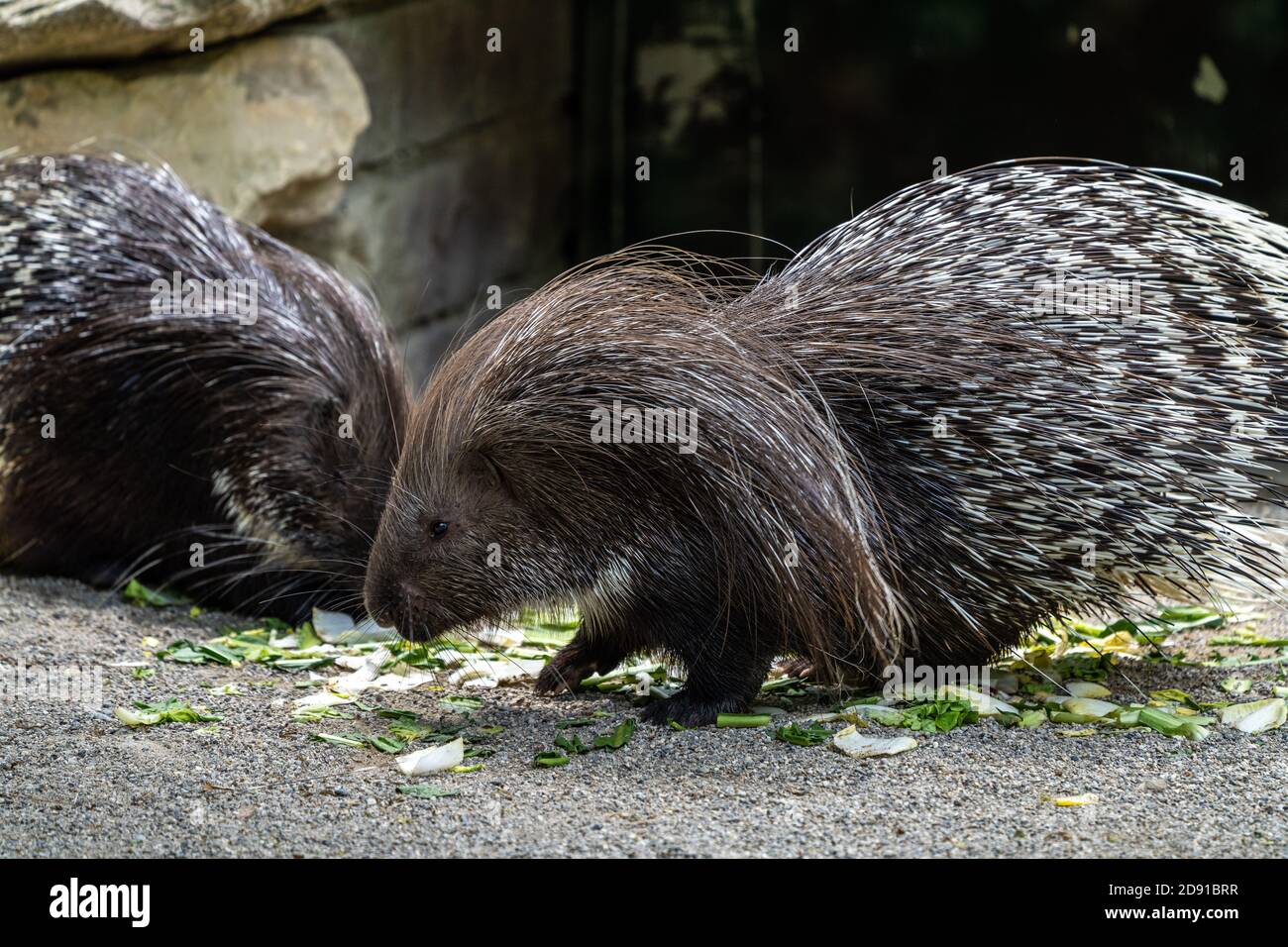 The Indian crested Porcupine, Hystrix indica or Indian porcupine, is a ...