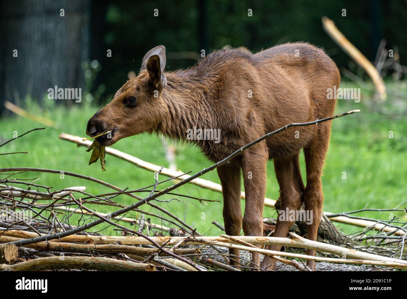 European Moose, Alces alces, also known as the elk. Wild life animal ...